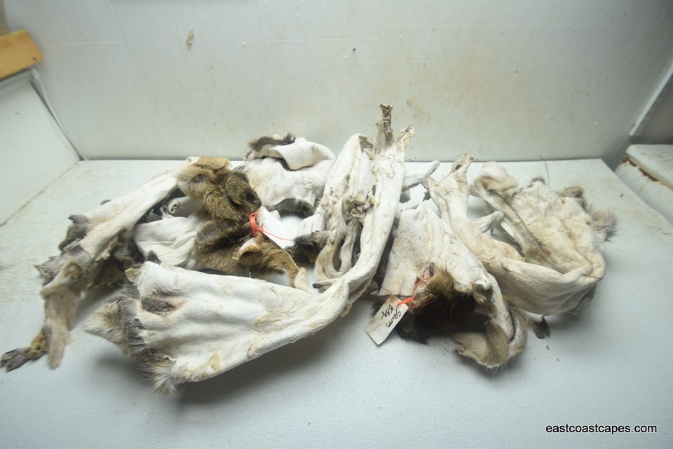 7-SALTED WHITETAIL DEER CAPES (7 capes for $500) | eBay