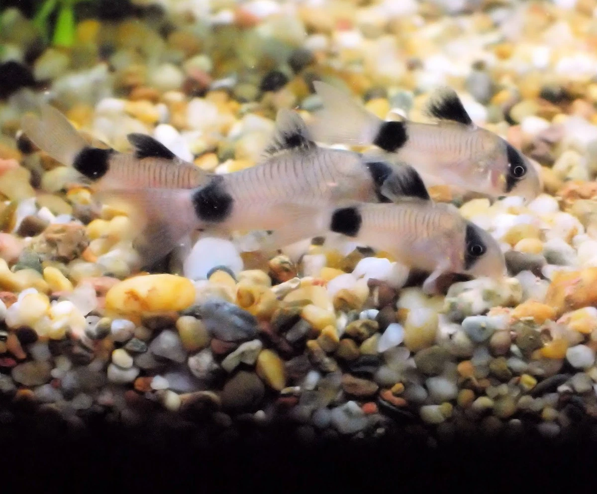 Panda Cory Fish