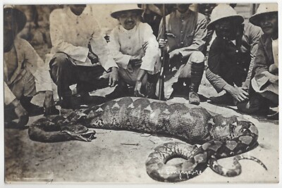 1920 Dead Boa Constrictor Snake w/ Animal in Belly - REAL PHOTO ...