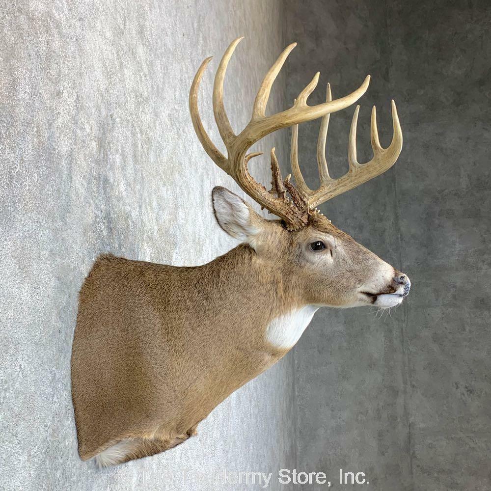 Mounted Deer Head Side View