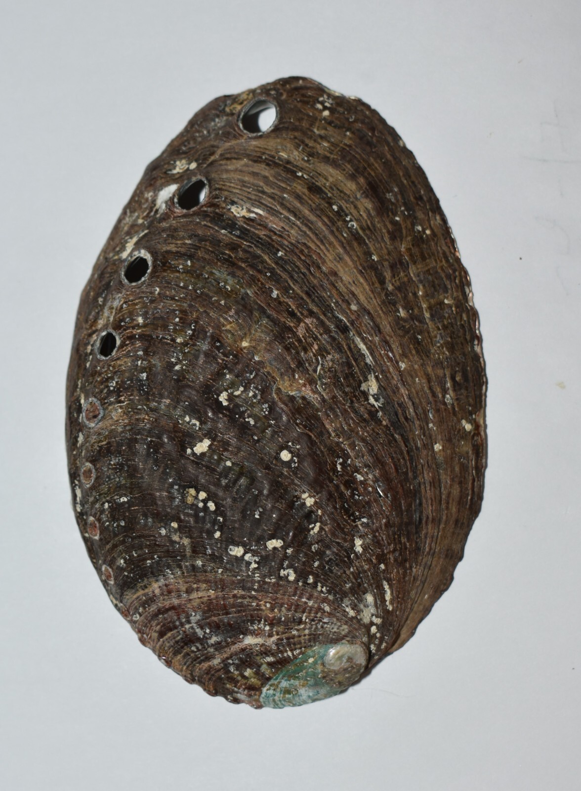 Natural Rainbow Abalone Shell Polished Seashell Fish Tank Aquarium Home ...