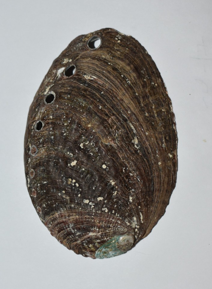 Natural Rainbow Abalone Shell Polished Seashell Fish Tank Aquarium Home ...