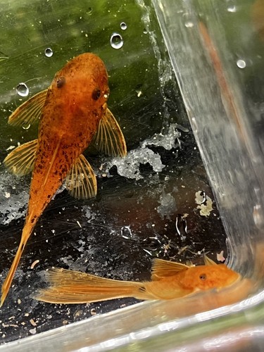 3x Shortfin Super Red Calico Bristlenose Pleco .75-2 inch fish | eBay