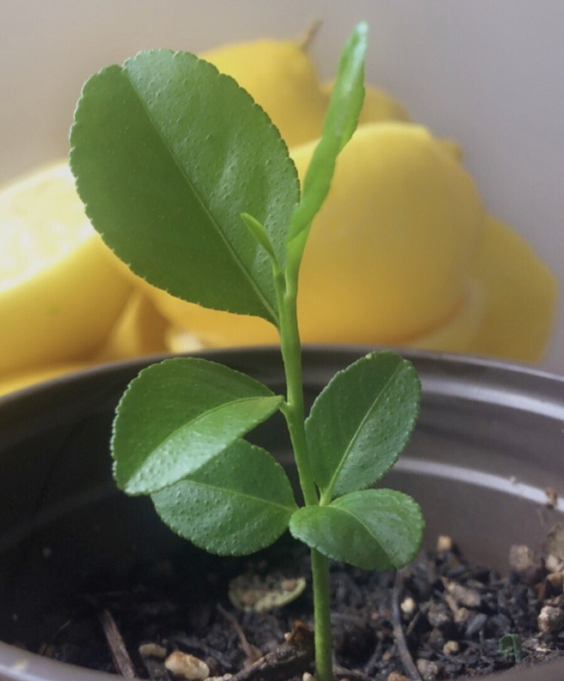 Organic Meyer Lemon Tree Seedling|USA|Texas | eBay