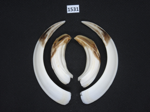 Wild boar tusks (no. 1531), trophy, taxidermy, tooth, teeth | eBay