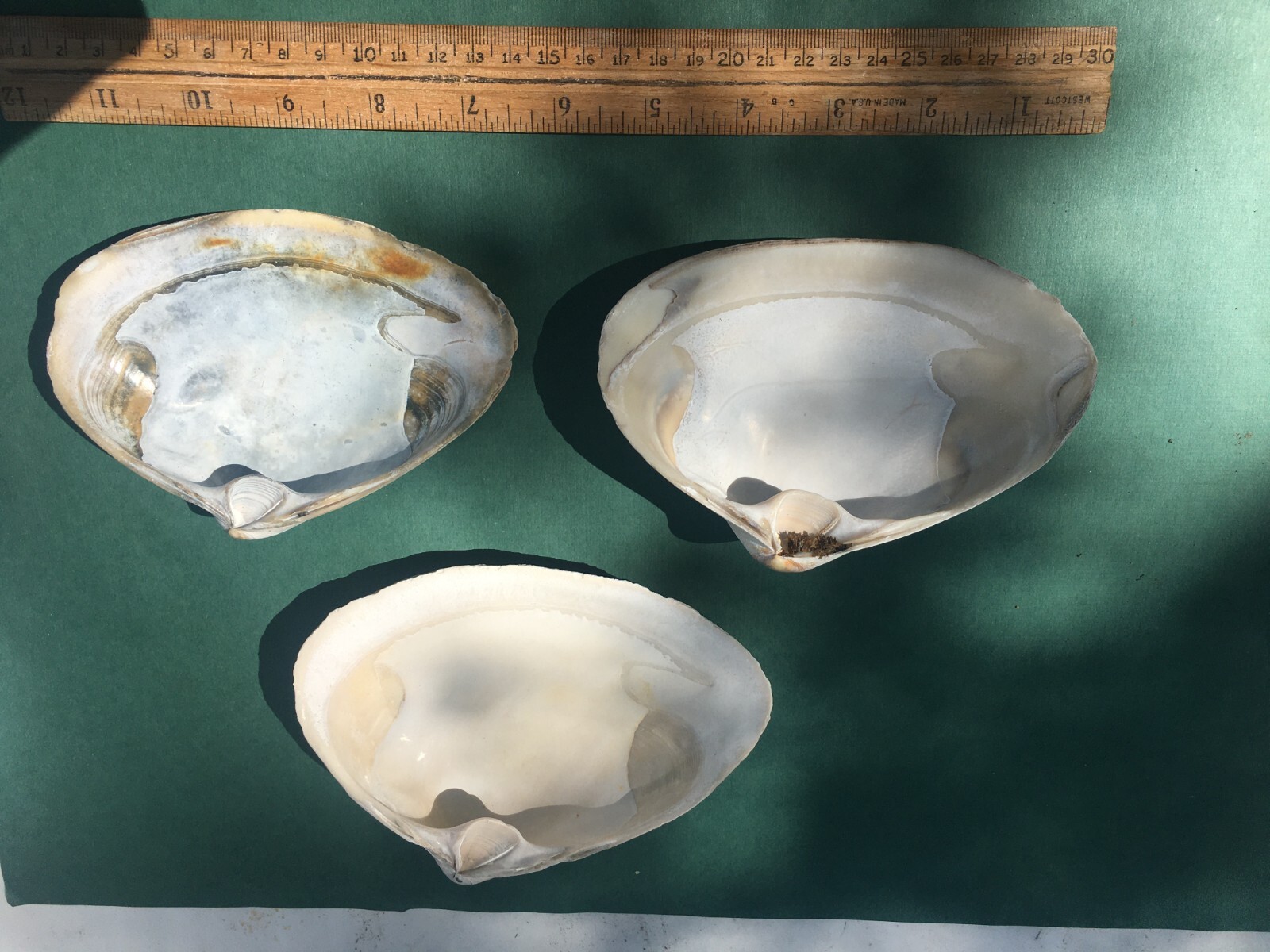 Atlantic Quahog Clam Shells from the Beaches of Rhode Island -3 | eBay