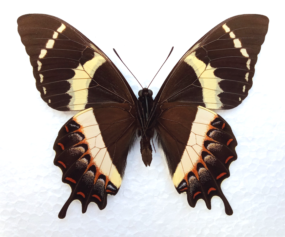 PAPILIONIDAE: Papilio garamas electryon MALE. No. 1. Mounted | eBay