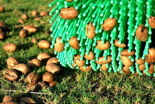 Bag-A-Nut Pecan Picker Upper - 12" Push Pecan Harvester (A5010) | eBay