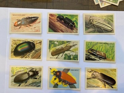 Shelll Picture Cards Australian Beetles Trade cards - collection of 9 ...