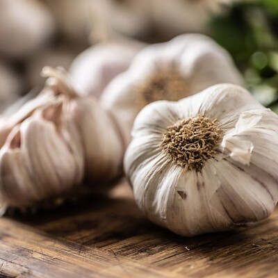 Garlic Bulbs for Planting Marco x 4 - Garlic Seeds Sets Easy to Grow ...
