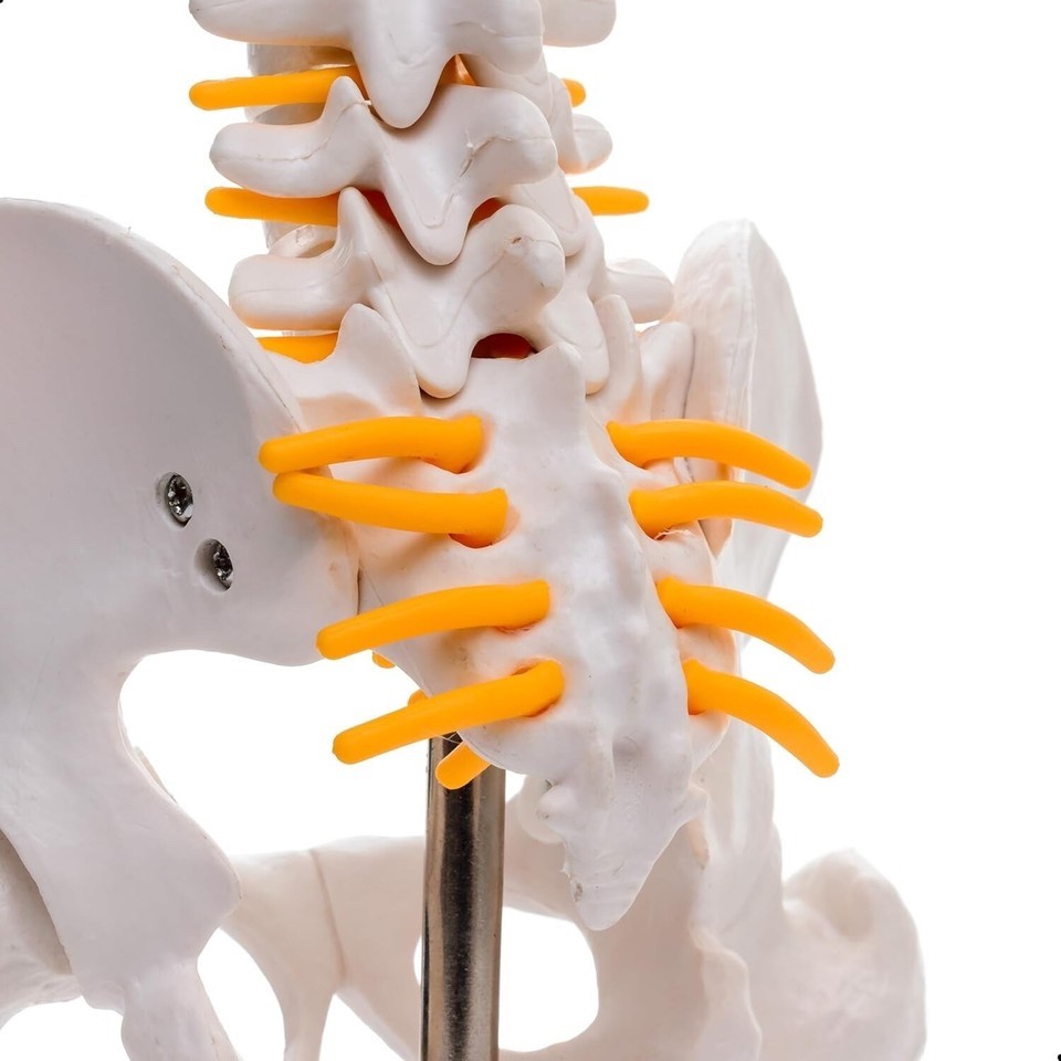 Human Mini Spine Model (Vertebral/Spinal Column Model) With Femur Head ...