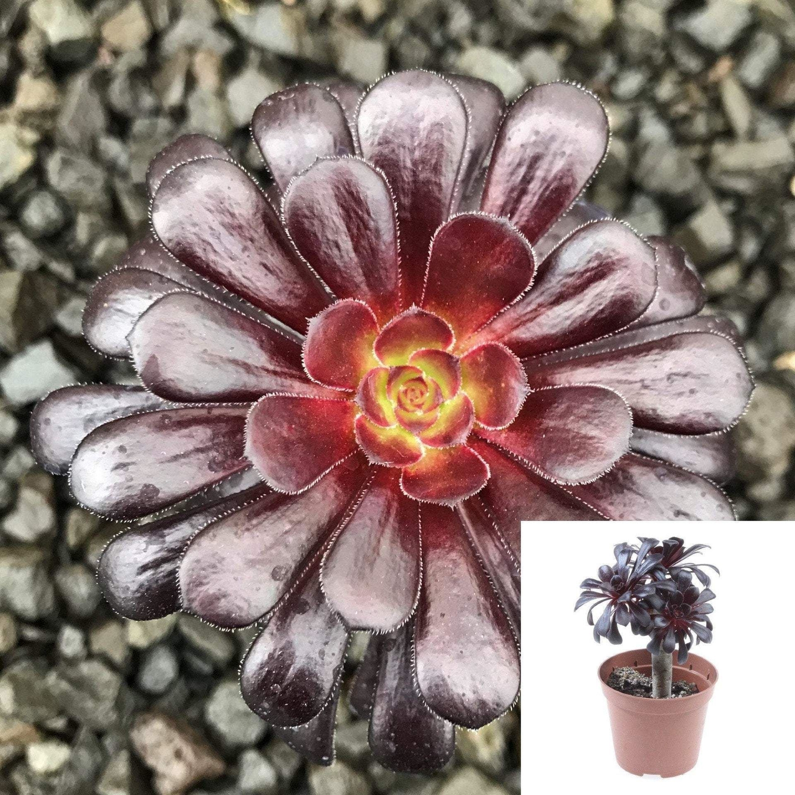 Black Rose tree Aeonium arboreum Aeonium Zwartkop succulent live plant ...