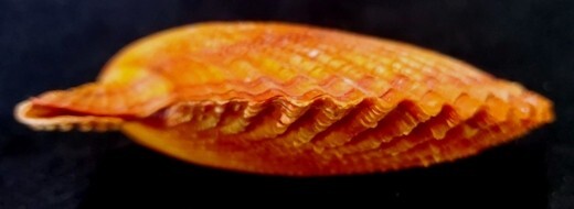 MIMACHLAMYS CRASSICOSTATA seashell JAPAN - 125mm ! GIANT !!! | eBay