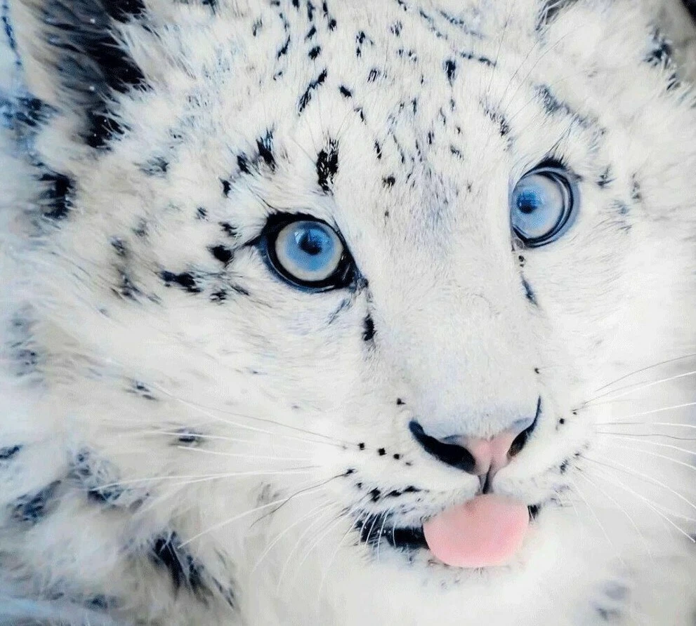 Snow Leopard Face Paint