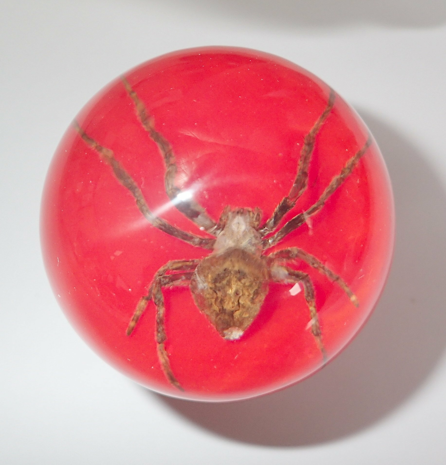Spider With Red Bottom