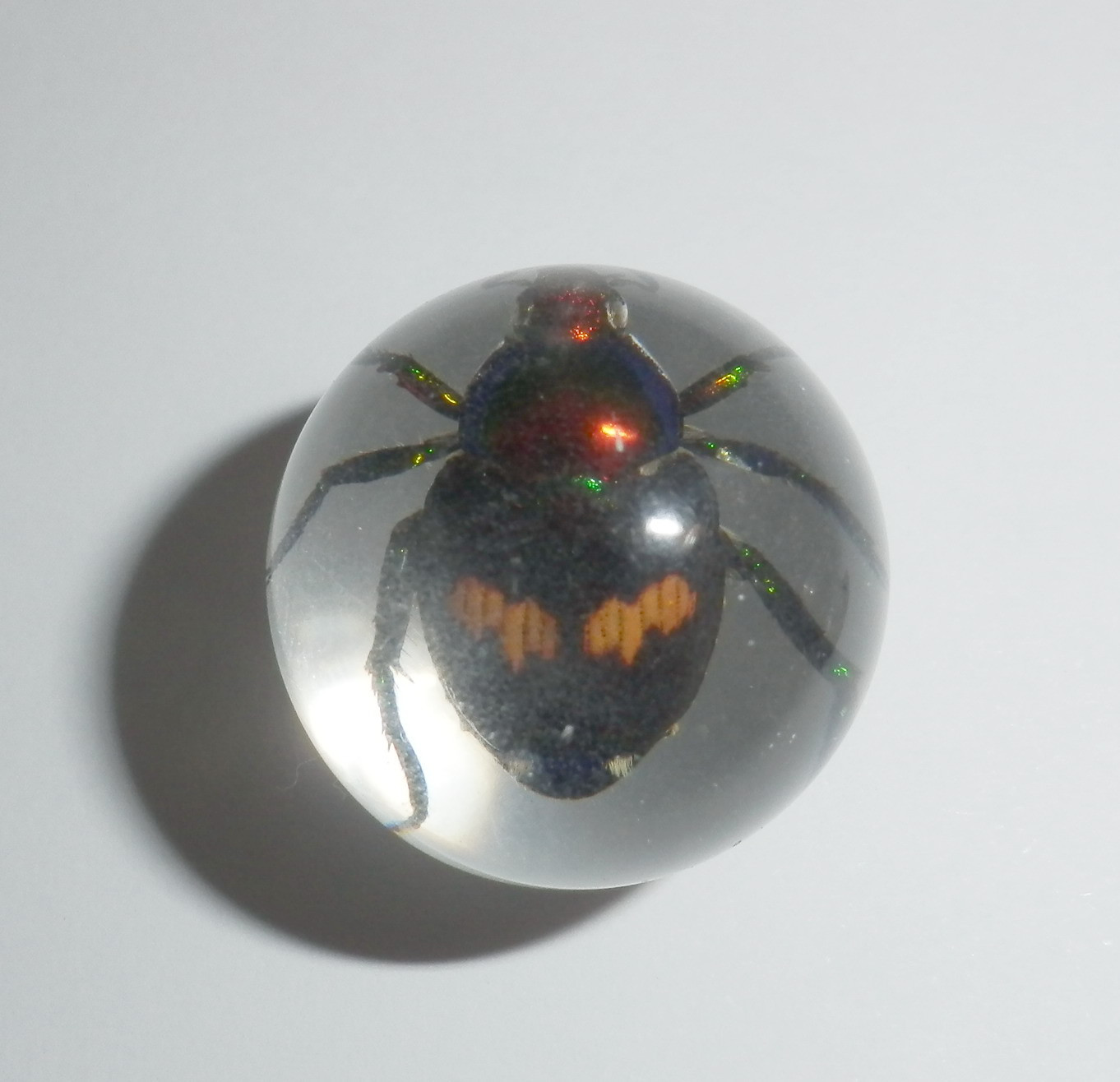 2 cm Clear Resin Marble Sphere Fortune Beetle Specimen 3 Pieces Lot | eBay