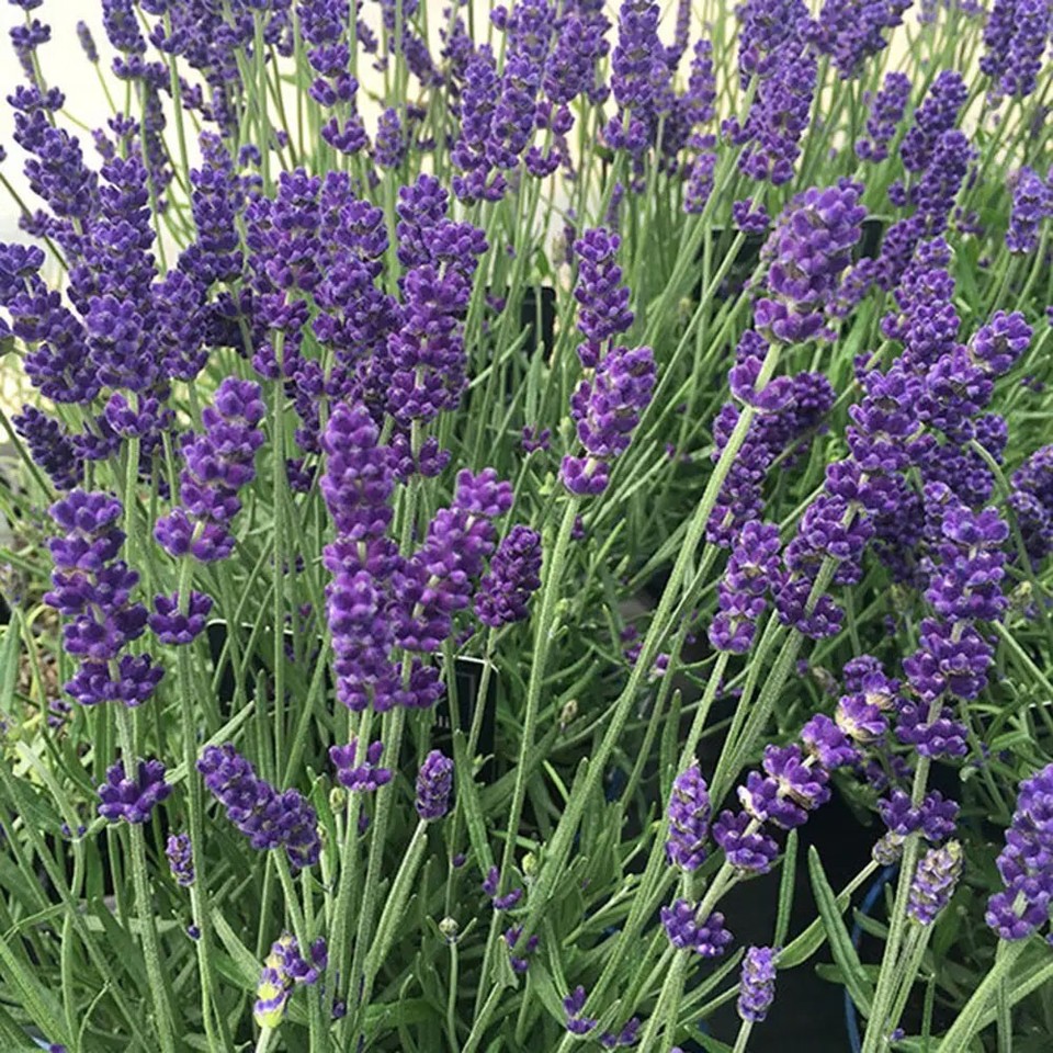 6 LAVENDER PERENNIAL PLANTS, 9CM POTS HARDY, EASY TO GROW | eBay UK