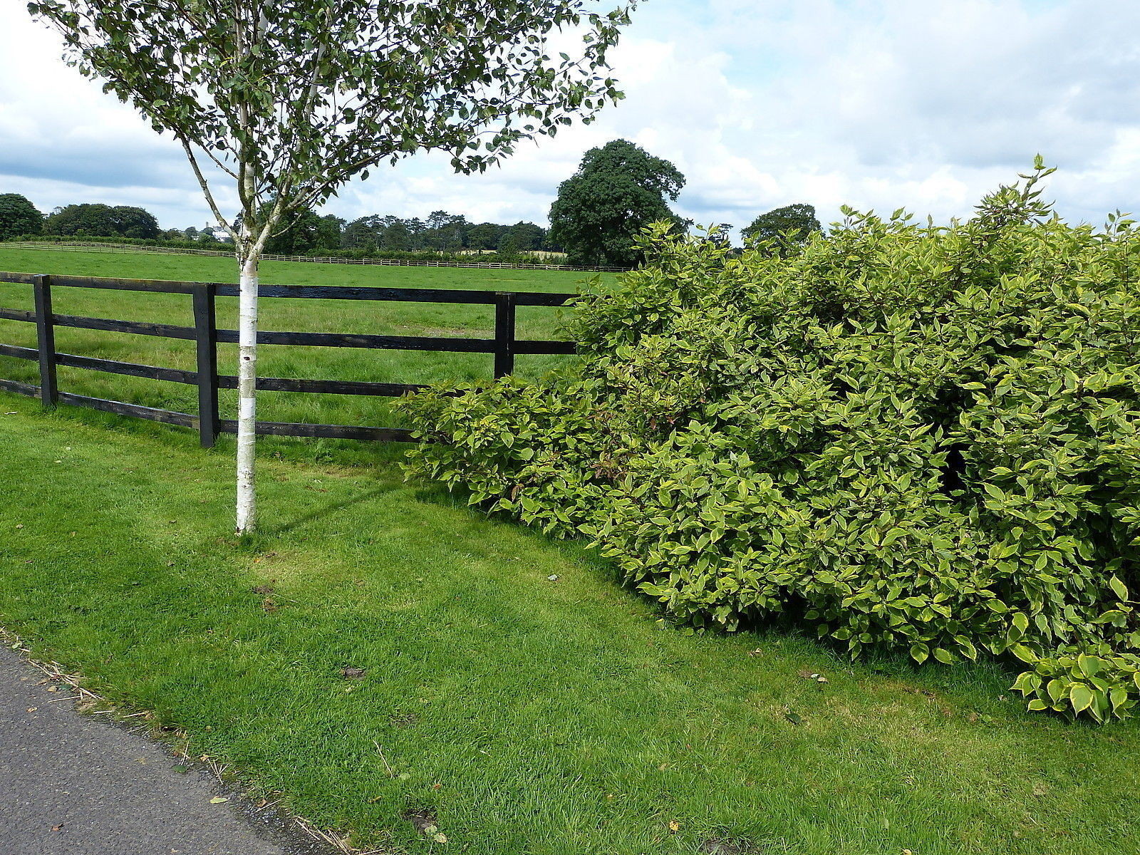 20 Silver Birch Native Trees 3-4ft Hedges Betula Pendula,2 Yr Old ...