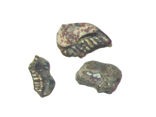 Permian fossil from Waurika Oklahoma - 3 lateral Hybodont shark ...