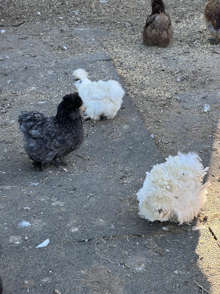 6 SILKIE HATCHING EGGS PARTRIDGE SPLASH FRIZZLE BUFF MOTTLED NPIP 335 1 ...