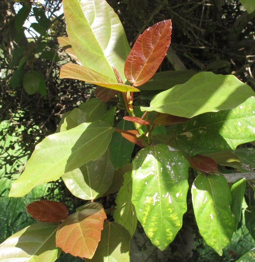 Rare Ficus capensis 3 cuttings- similar to pictured, not identical - no ...