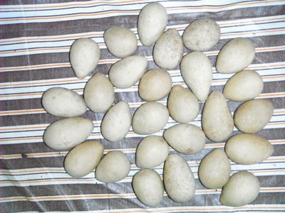 Small DRIED EGG GOURDS 27 EGG SHAPED GOURDS (DRY, CLEAN, CRAFT READY ...