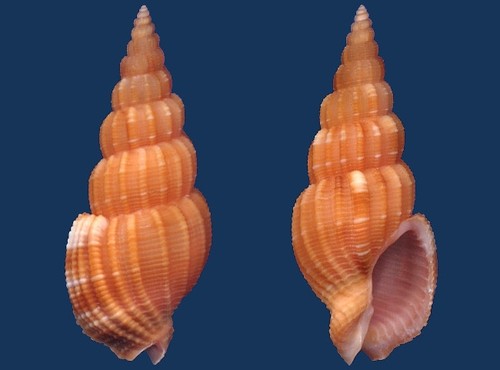 Shell Phos roseatus Seashell | eBay