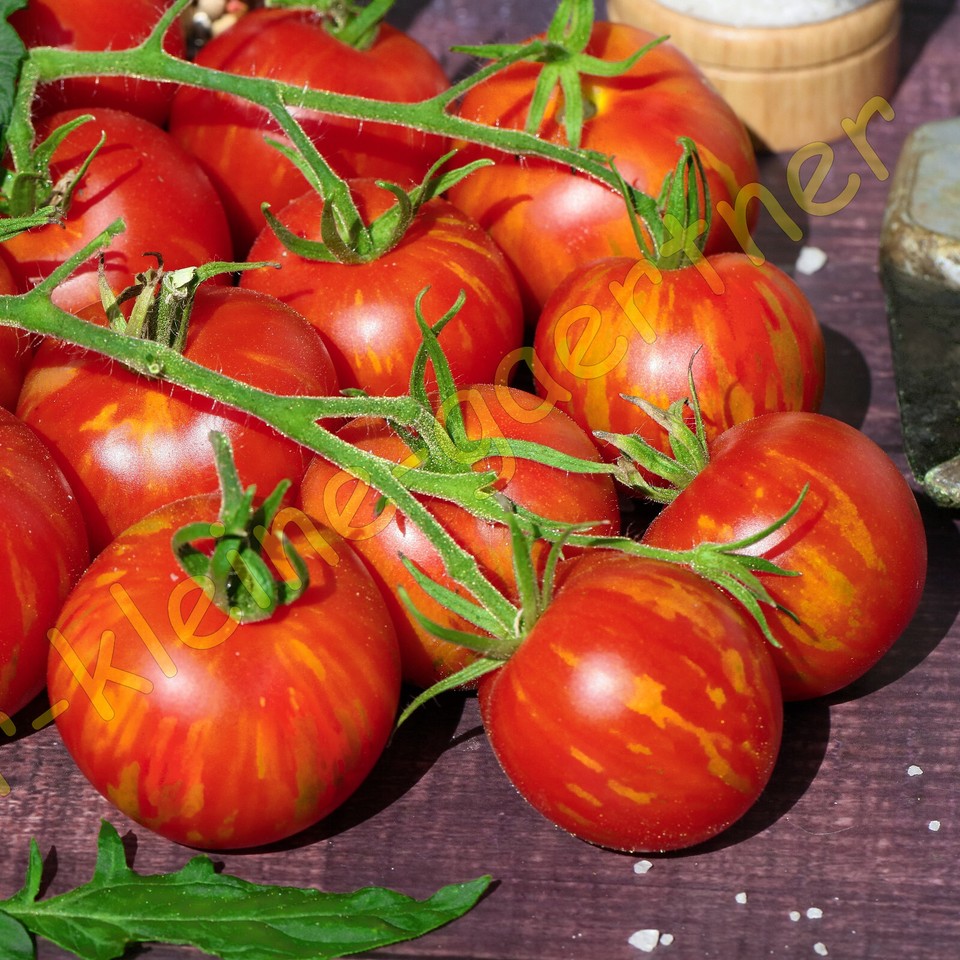 TIGERELLA TOMATE TIGRELLA GELB-ROT GESTREIFTE ALTE SORTE TOMATENSAMEN ...