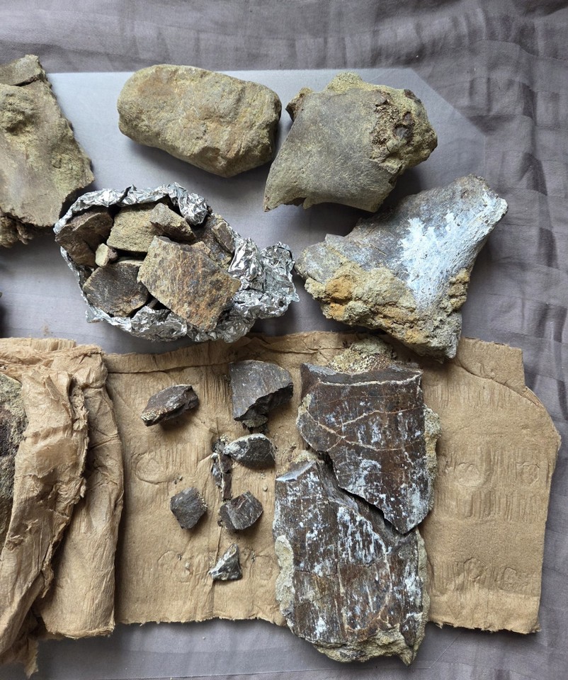 Rare Dinosaur Fossil Bone Hell Creek Expedition Prep Dig Kit Holiday Gift | eBay