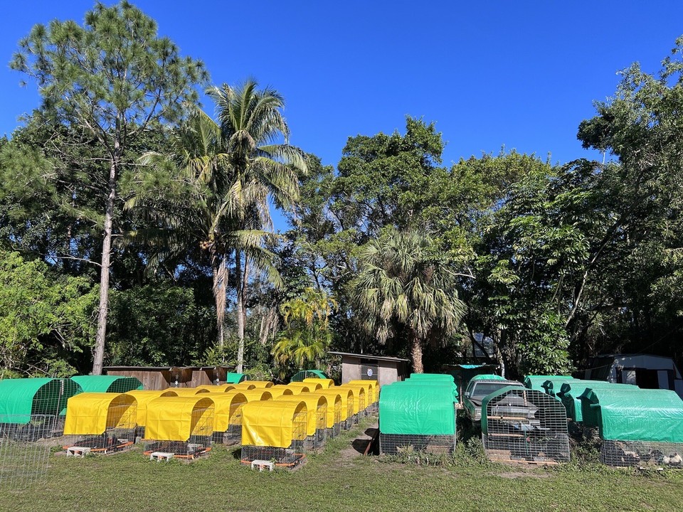 10 Tracy Pyle / Bates Spangled Hatch Poultry Chicken Gamefowl Hatching ...