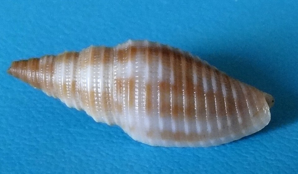 SEA SHELL - COQUILLAGES - MITRIDAE ZIBA FLAMMEA 24,40mm | eBay