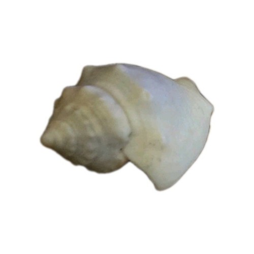 Rare Albino Conch Seashell | eBay