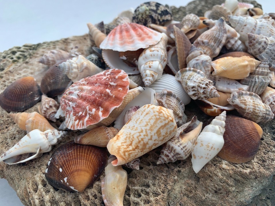 Medium Mixed Seashells Sea Shells Best Price US Seller FREE Ship! | eBay