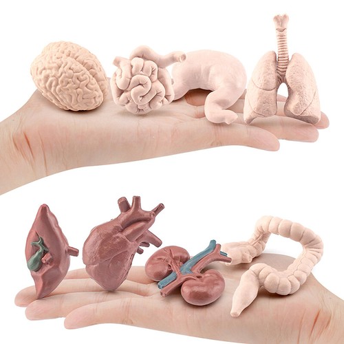 1Set Mini Human Organs Model Simulation Science Brain Heart Figurines ...