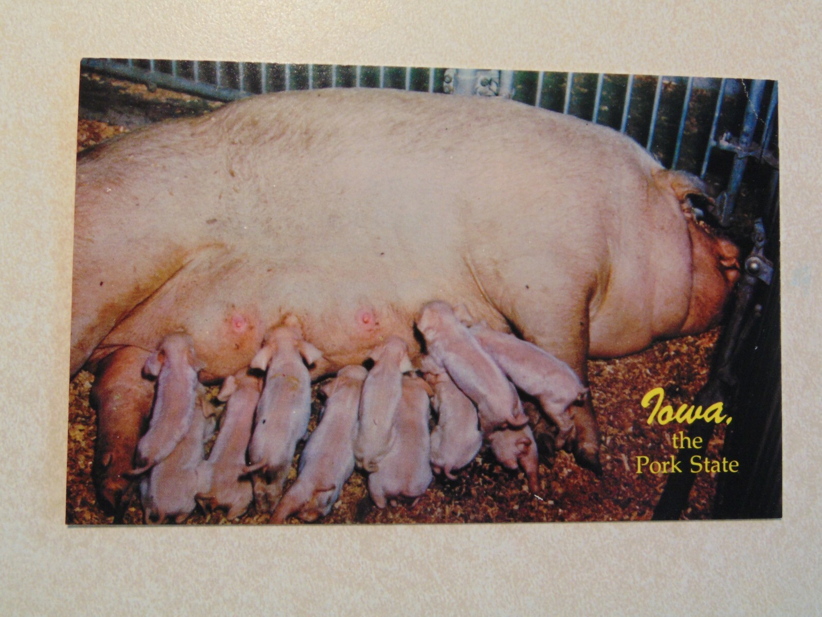 B2095 Postcard Iowa The Pork State Portrait of Mother Pig and Piglets ...
