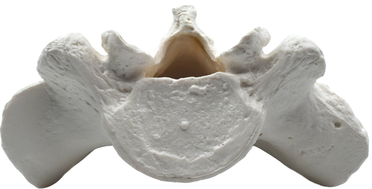 Anatomical Model, 3D Coccyx Bone, Anatomically Accurate Human Tailbone ...