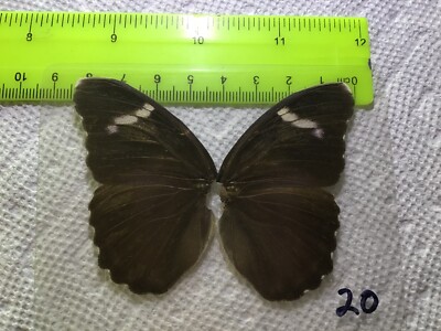 UAE 20 A+/ A Euphaedra ?? Nymphalidae Butterfly of Africa | eBay