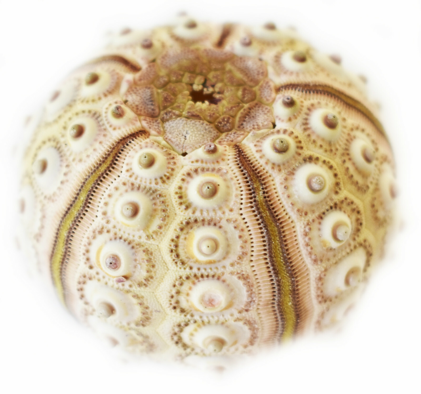 2 Small Sputnik Sea Urchin Shells 1.5-2" Beach Crafts Ocean Art Coastal ...