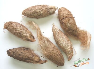 Rothschildia Inca x6 Leere Kokons Schule Projekt Kunstwerk Entomologie ...