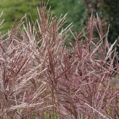 10 Seeds RED MAIDEN GRASS Miscanthus Sinensis Plumes Ornamental Flower ...