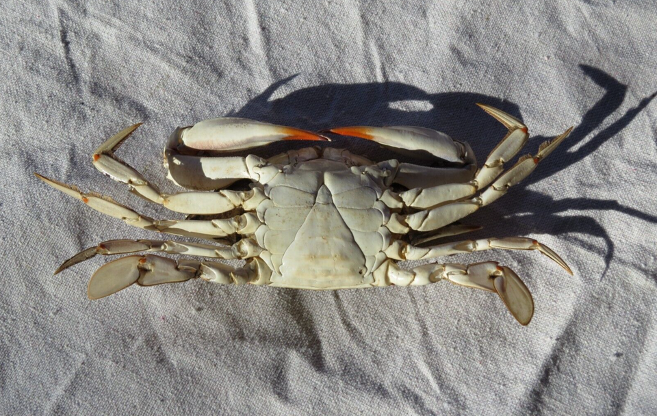 Blue Crab Mount Shells Crafts, Dried Natural Beach Taxidermy Specimen ...