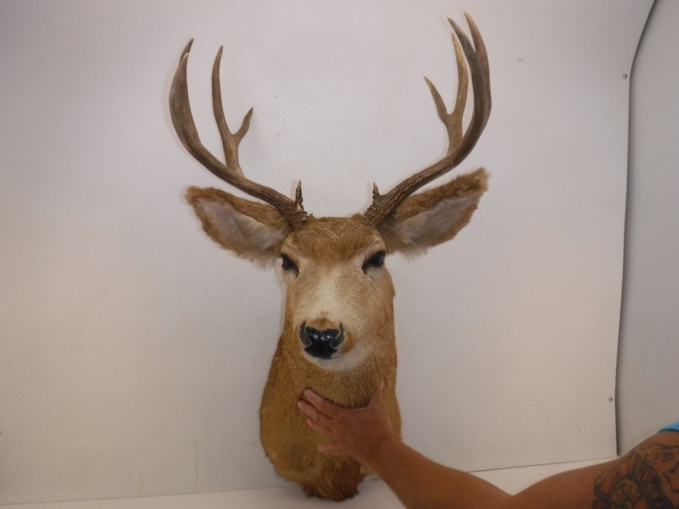 Handsome Deer Head 10-Point Buck Shoulder Mount Taxidermy | eBay