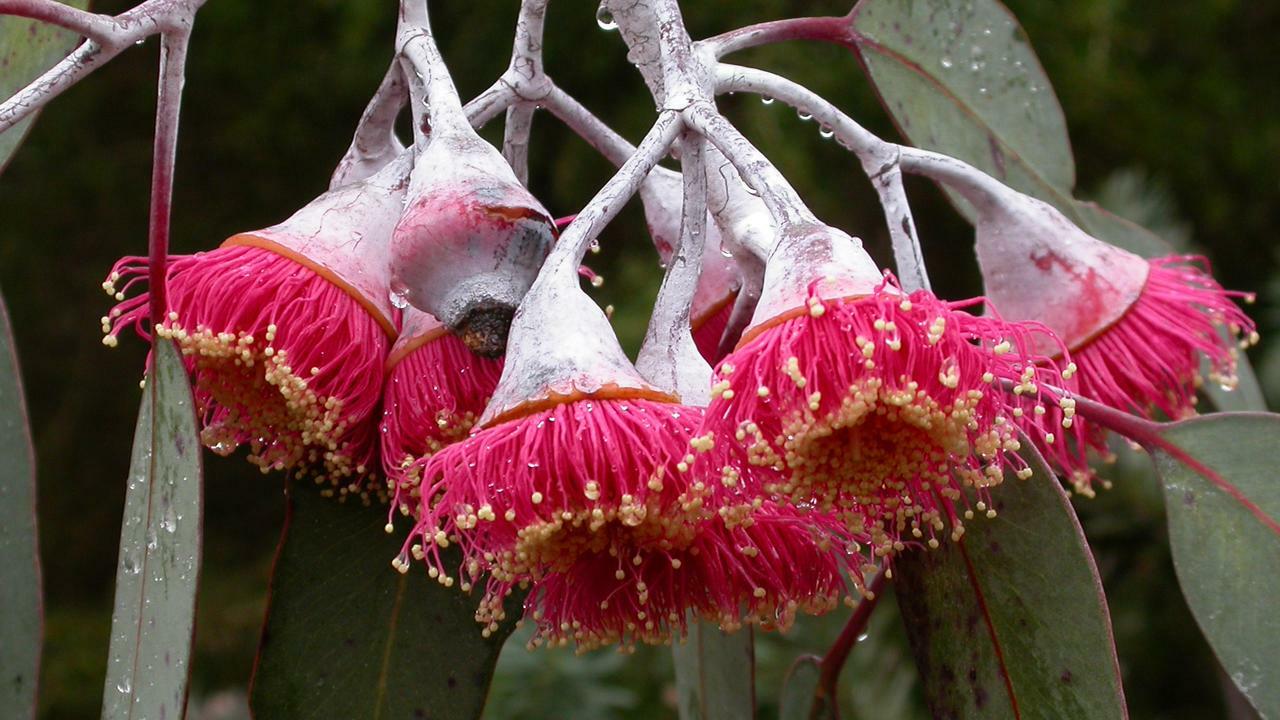 25 X EUCALYPTUS SILVER PRINCESS SEEDS-NATIVE PINK/RED FLOWERS-FEATURE ...