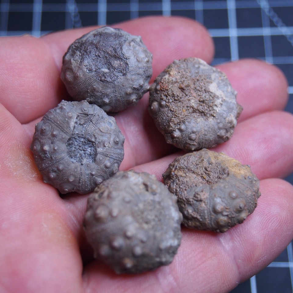5pcs 50gr Sea Urchin Cidaris Cidaridae Fossil Natural Lot 1844 | eBay