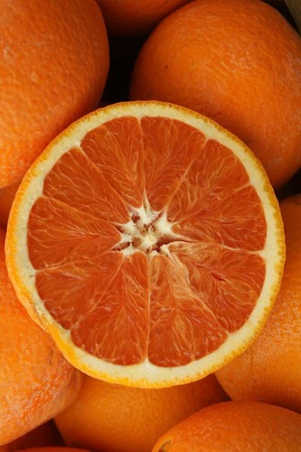 Cara Cara Red Navel Orange Tree - 24-36" Tall - Live Citrus Plant ...