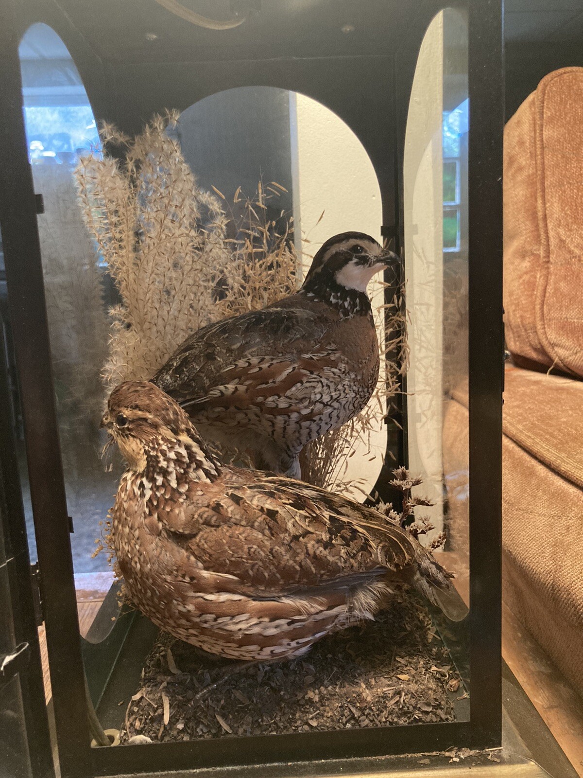 Bobwhite Quail Tattoo