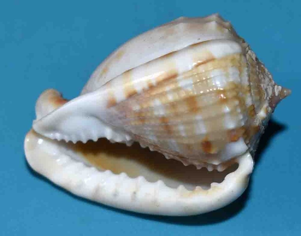 SEA SHELL - COQUILLAGES - CASSIDAE - CASSIS TESSELLATA - 41.50mm | eBay