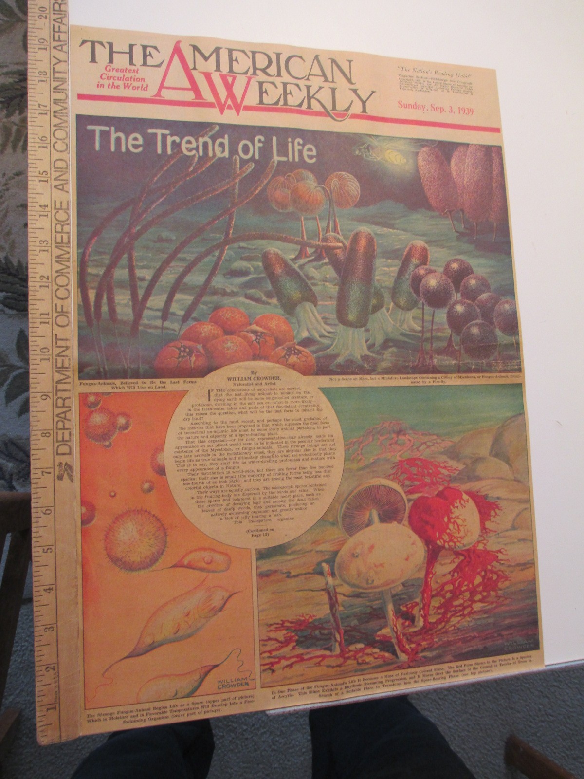newspaper 1939 Am Weekly 9/3 cover only William Crowder fungus areyria ...
