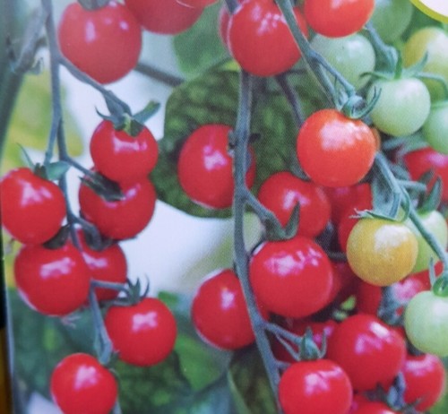 Sweet Aperitif red cherry tomato seeds x 20 | eBay