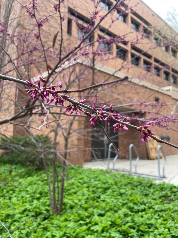 Eastern Redbud Tree Seeds ( Cercis canadensis ) - Pink - Free Shipping ...